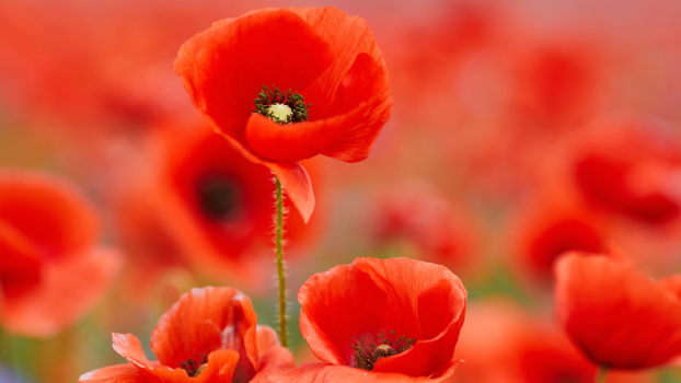 Activités du Jour du Souvenir : Joignez-vous à nous pour un moment de ...